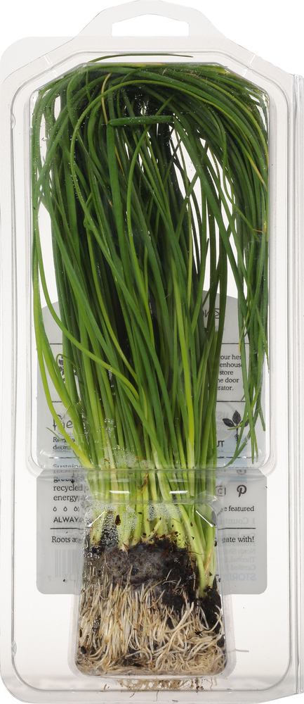 chives rhs