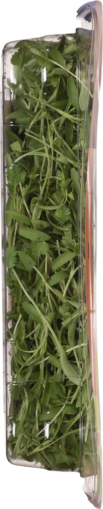 Bright Fresh Microgreens Micro Cilantro-Planogram-Left