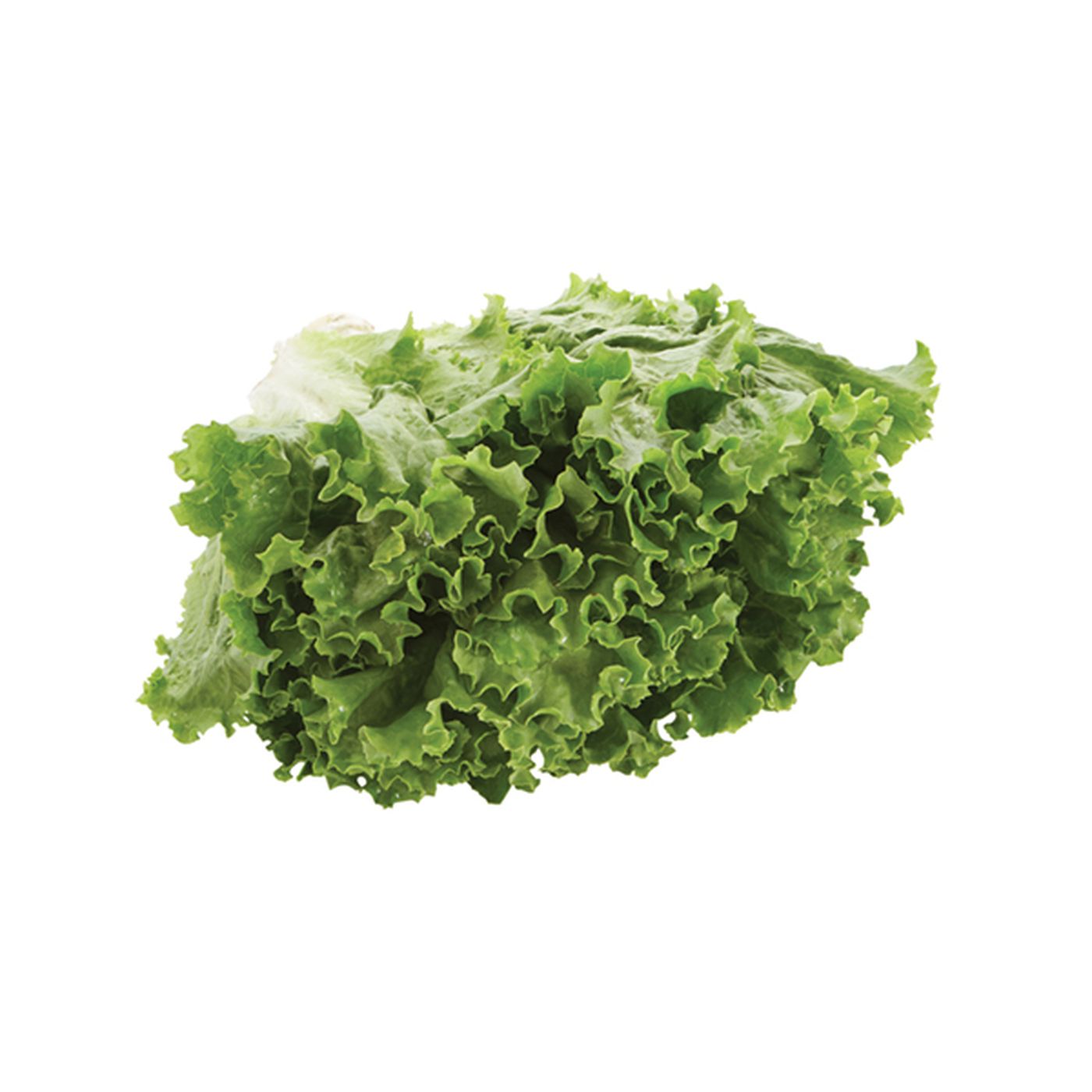 Green Leaf Lettuce-Main