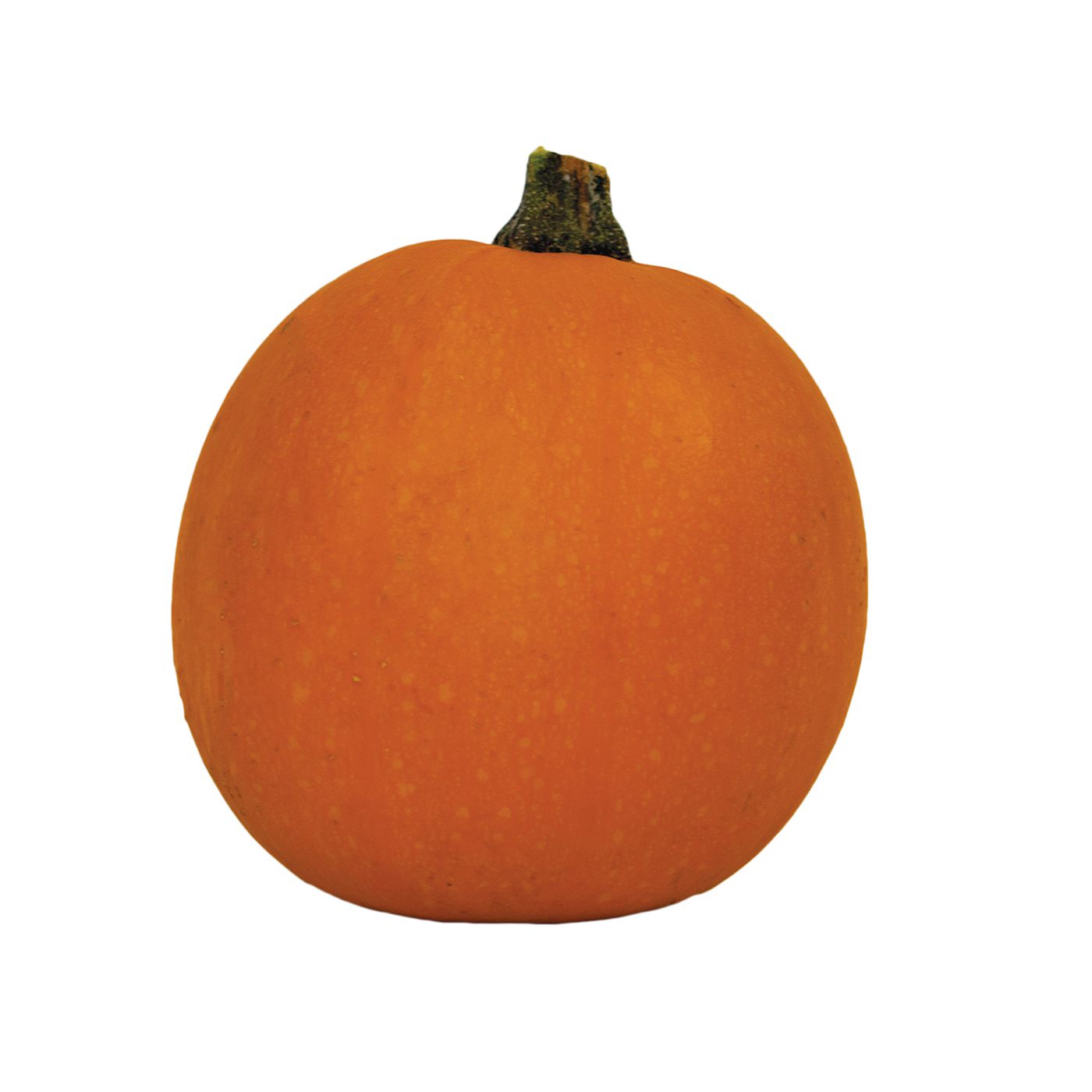 Pumpkin Wee Bee Little-Main