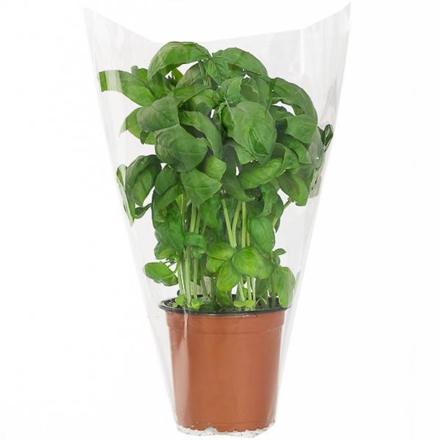 Living Basil 6 Inch-Main