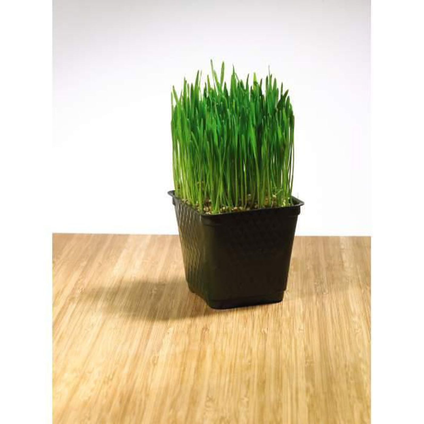 Organic Wheat Grass