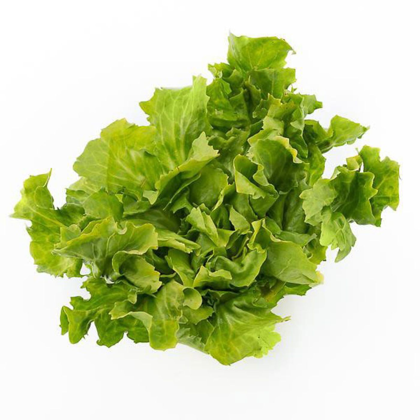 escarole lettuce