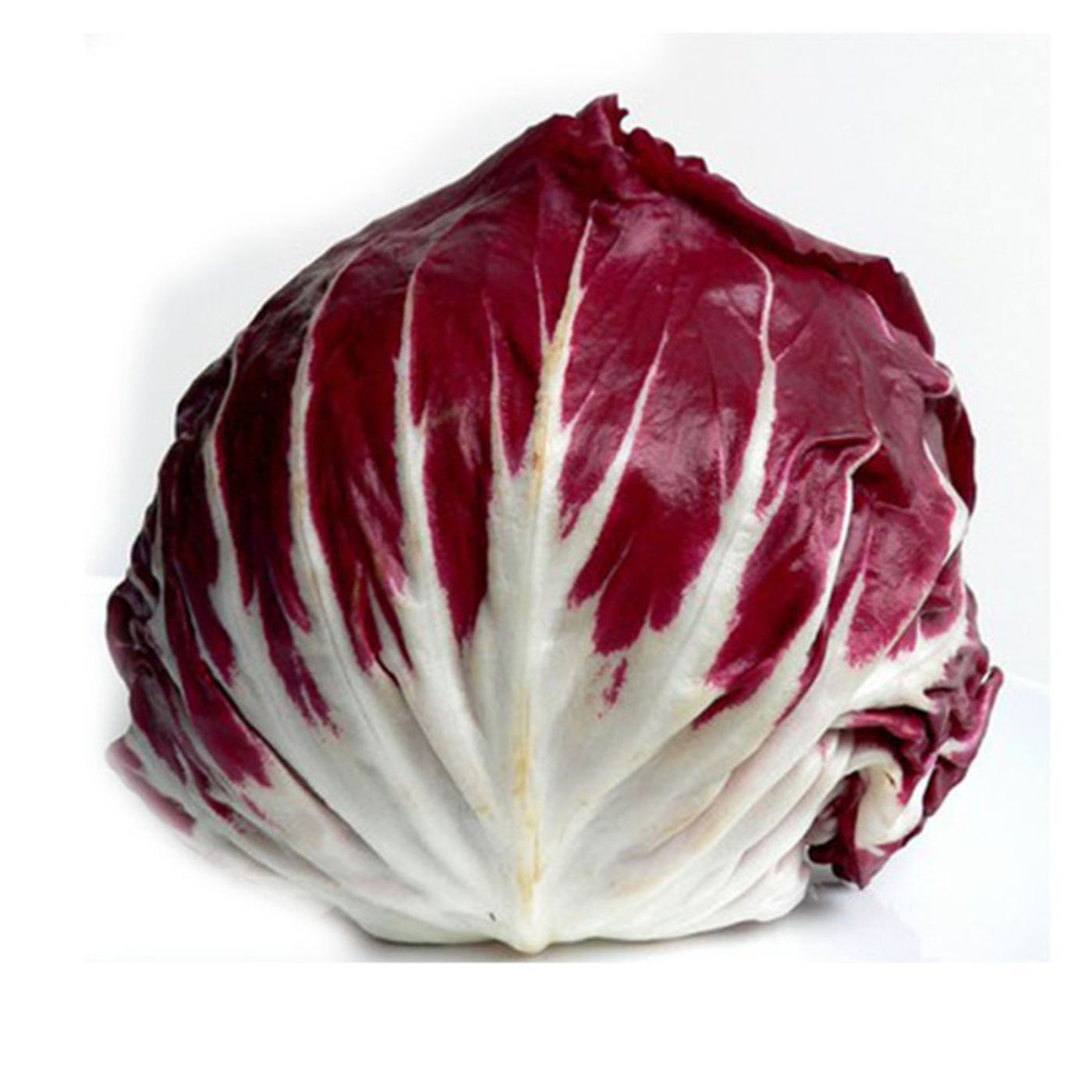 Radicchio Royal Rose