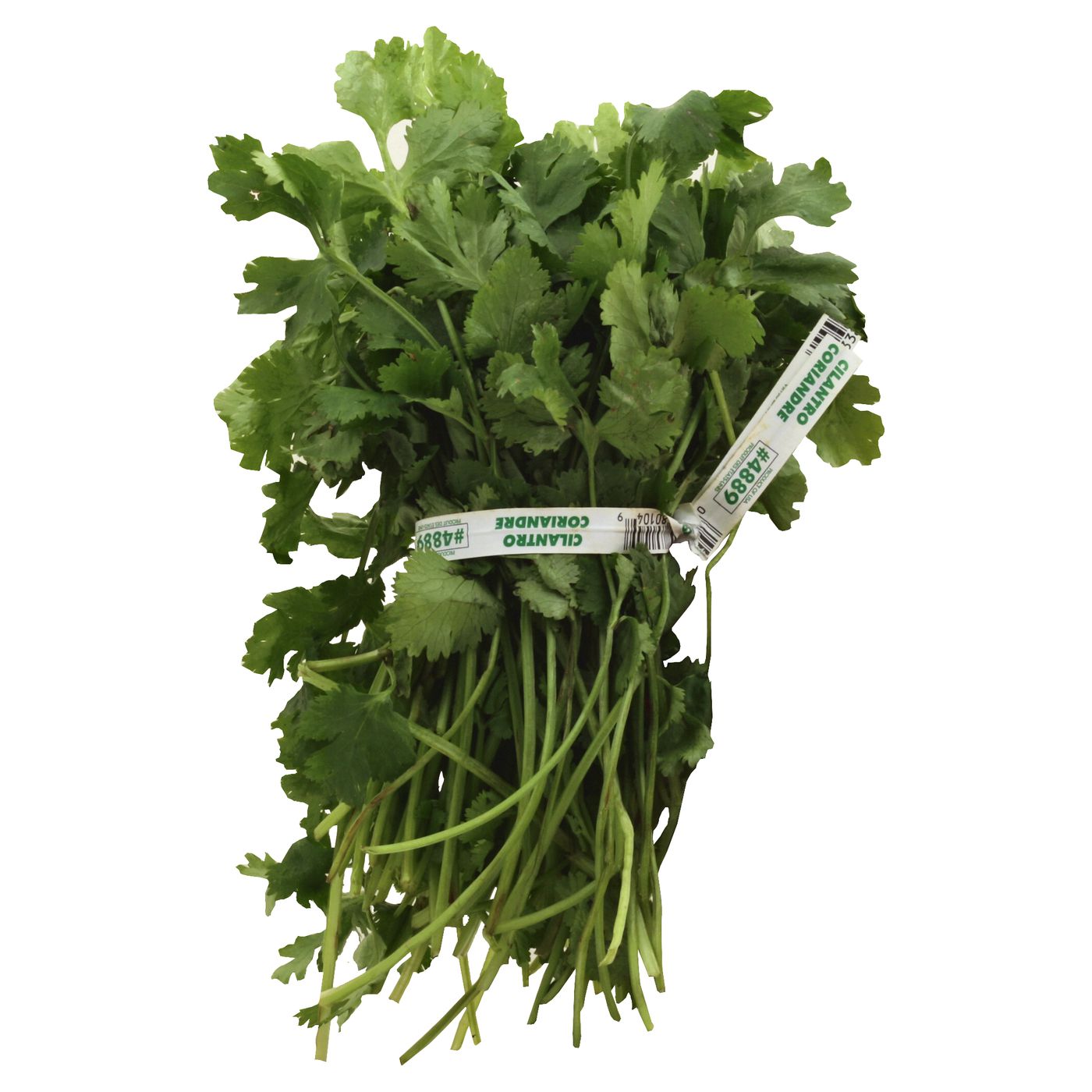 Cilantro-Main