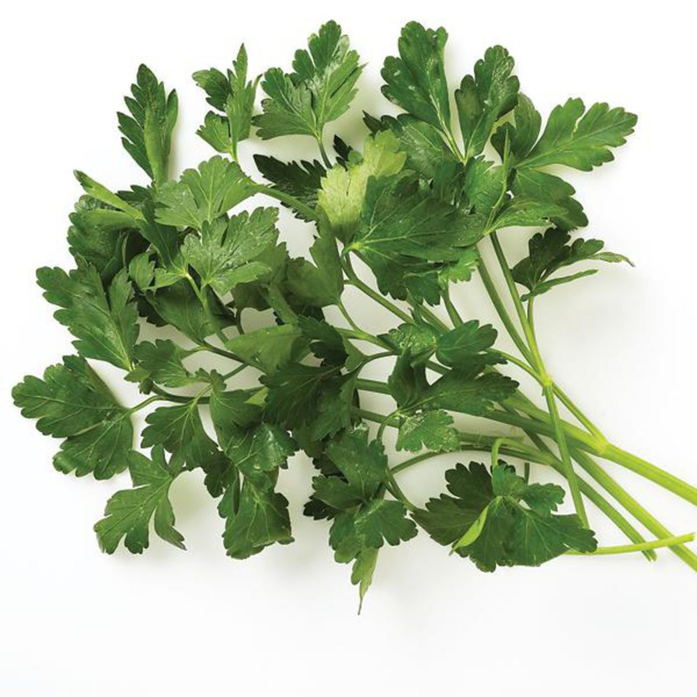 Italian Parsley-Main