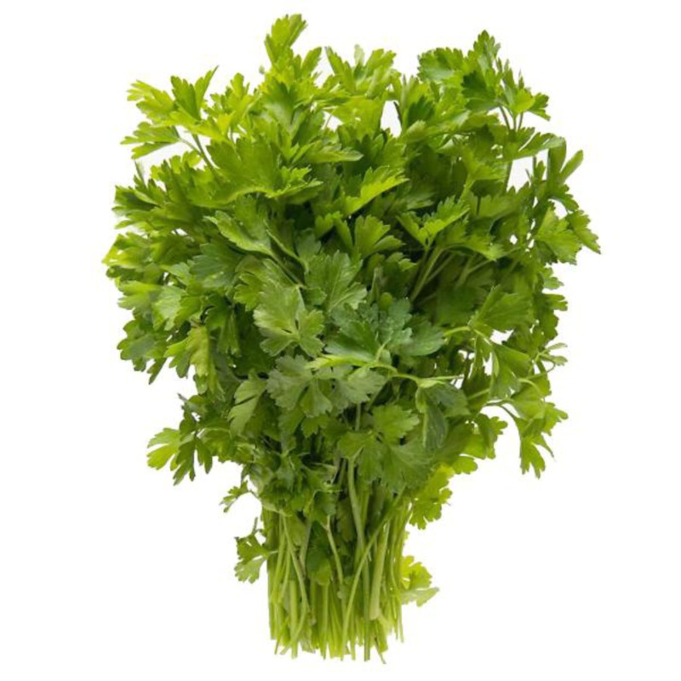 Italian Parsley-Main
