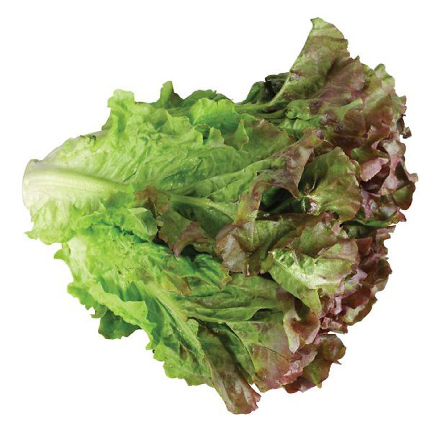 red leaf lettuce