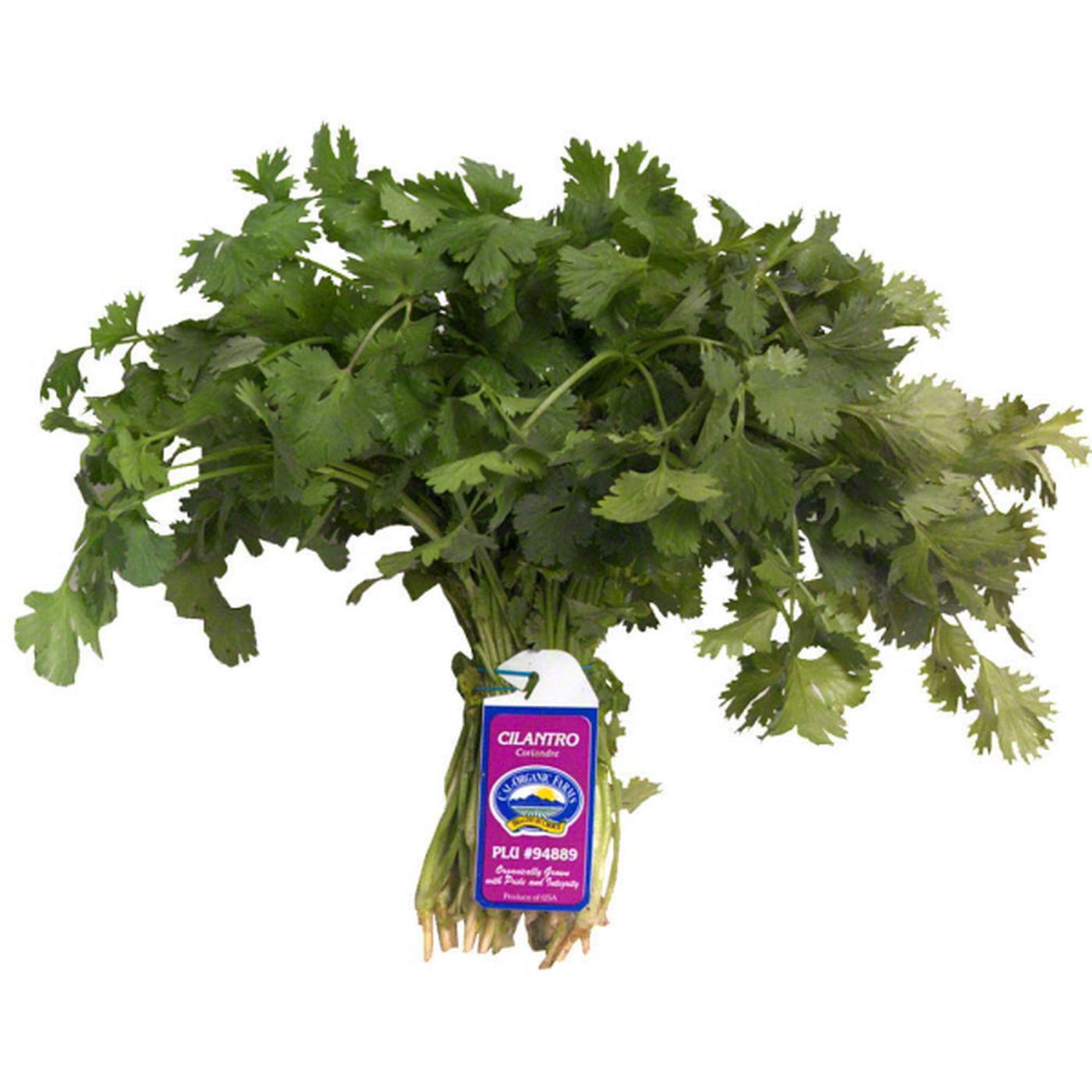 Organic Cilantro-Main