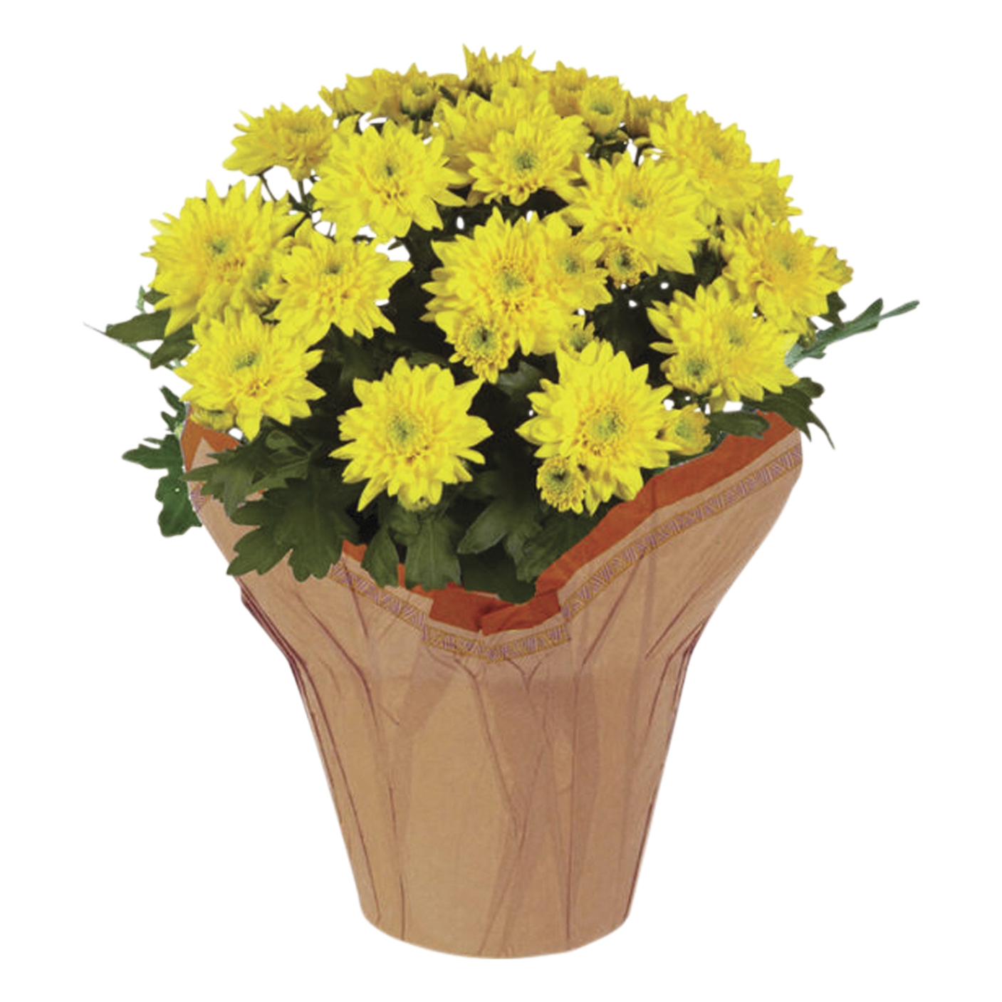 Raley's Assorted Mums 6"-Main