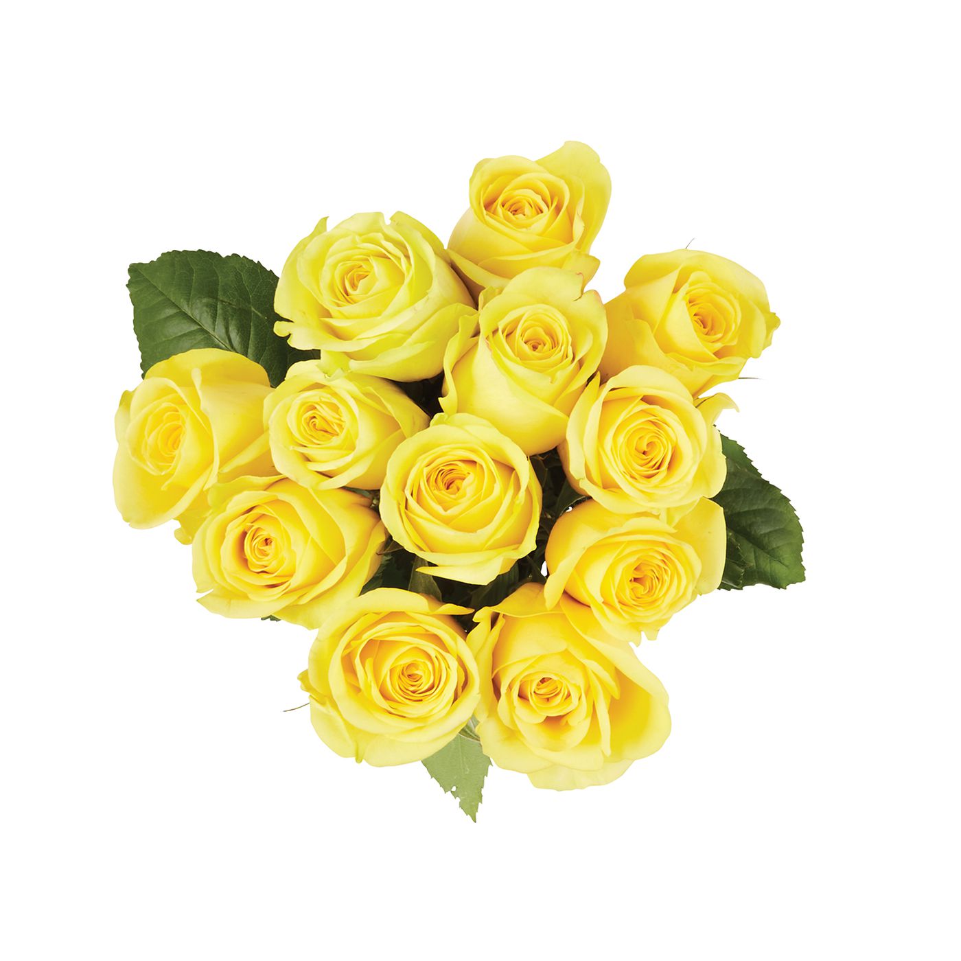 Yellow Roses Flowers