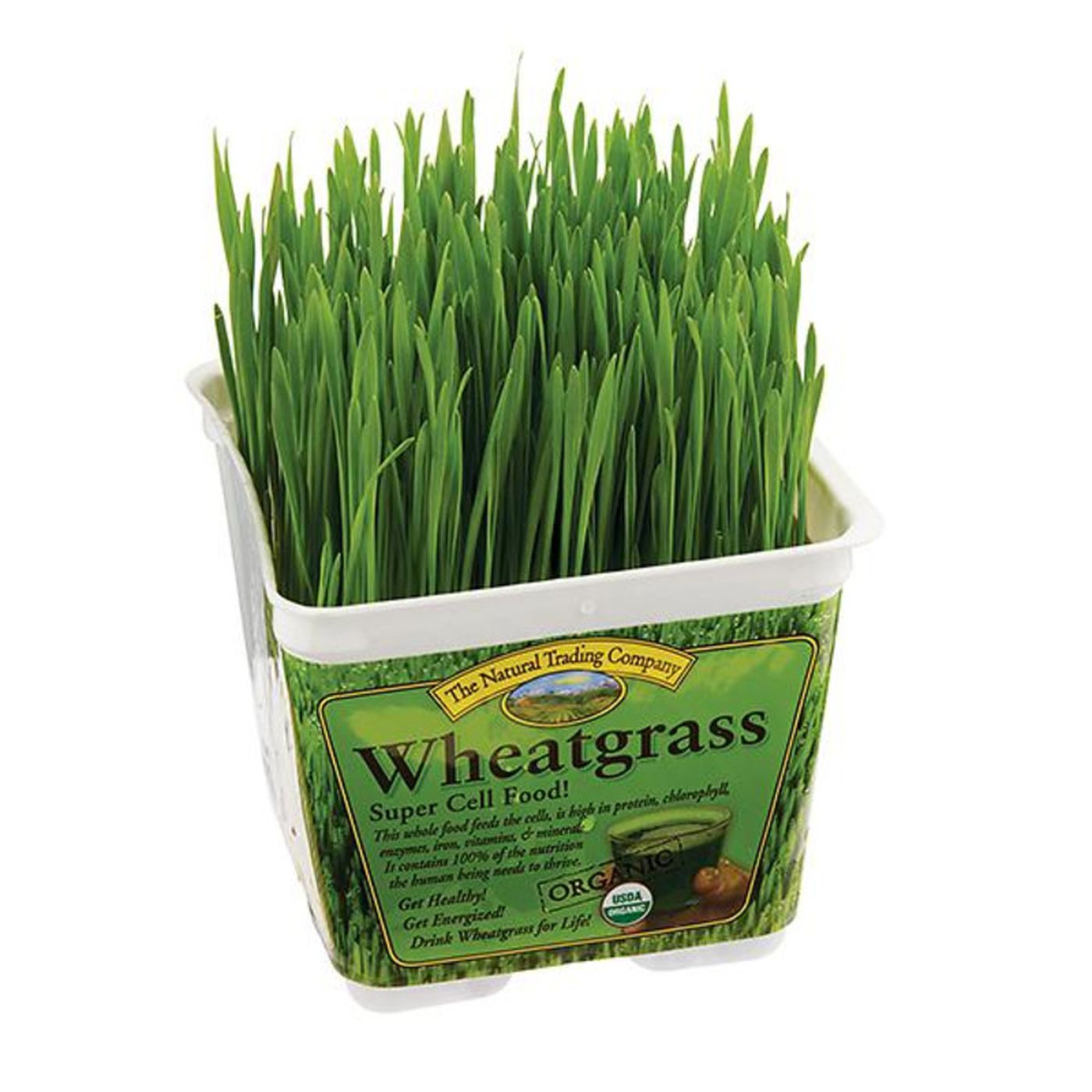 Organic Wheatgrass