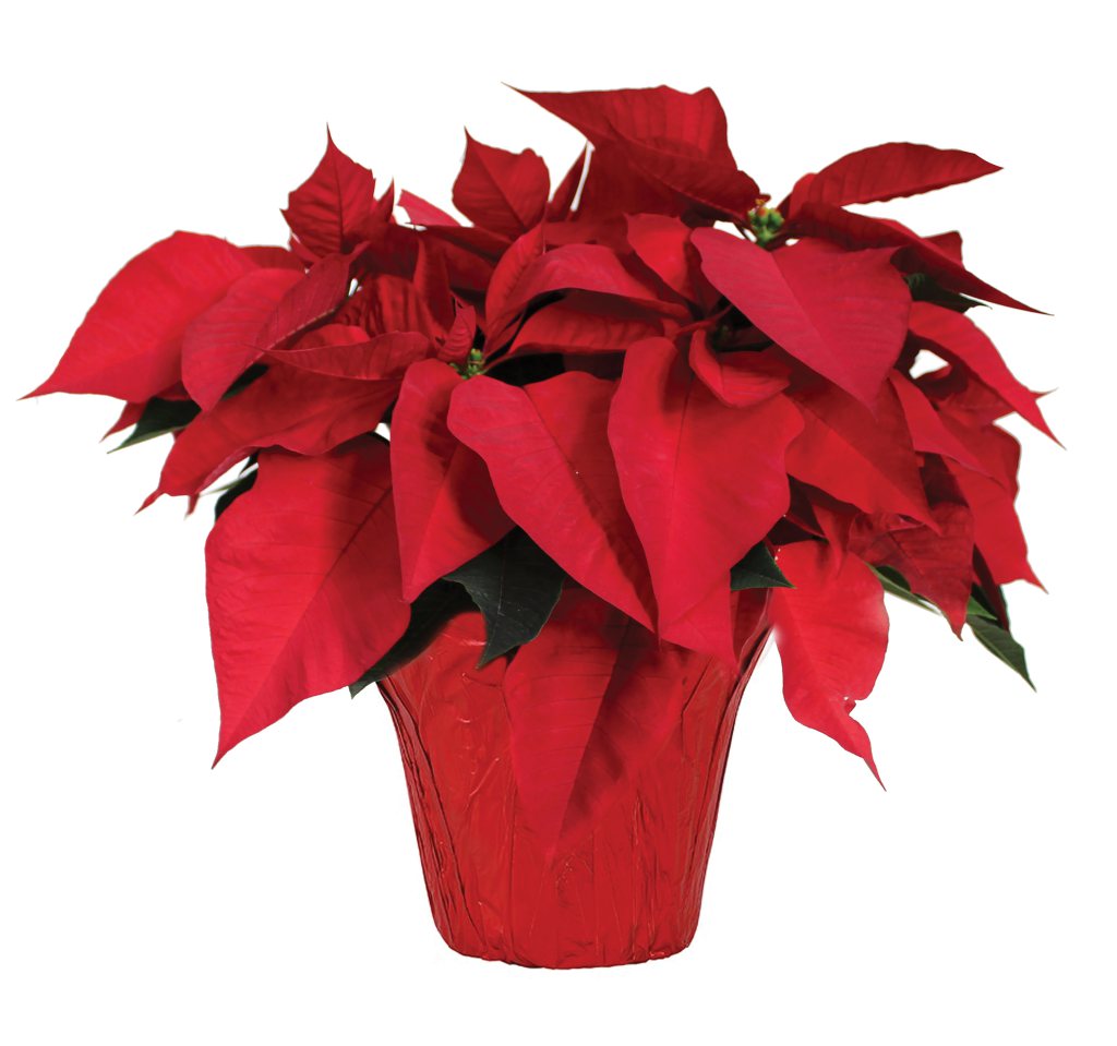 Poinsettia Red 6In-Main